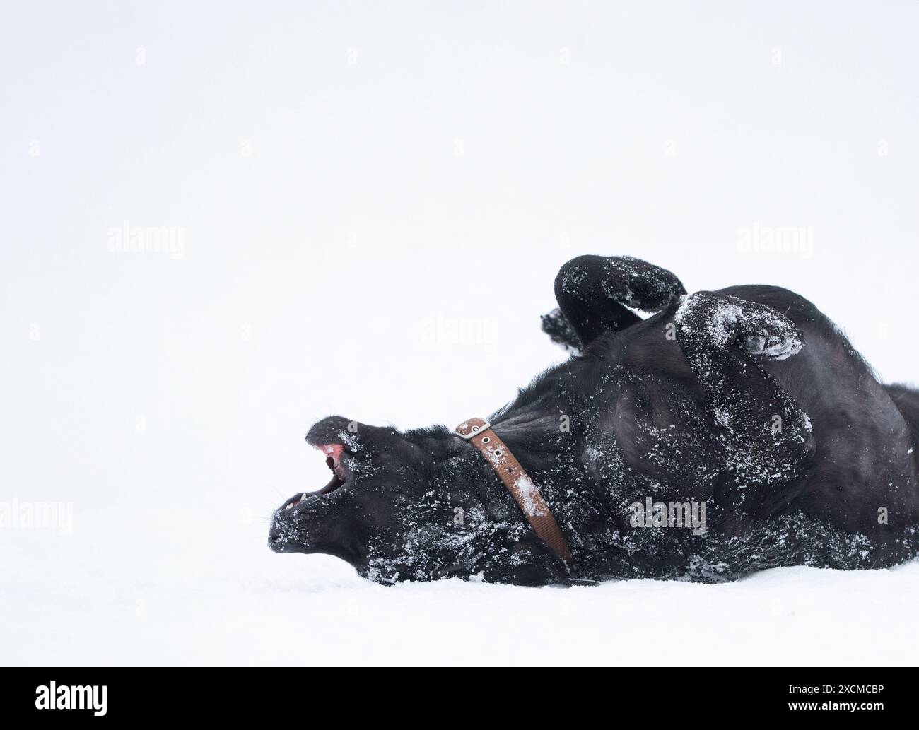 Black labrador retriever in snow hi-res stock photography and images ...