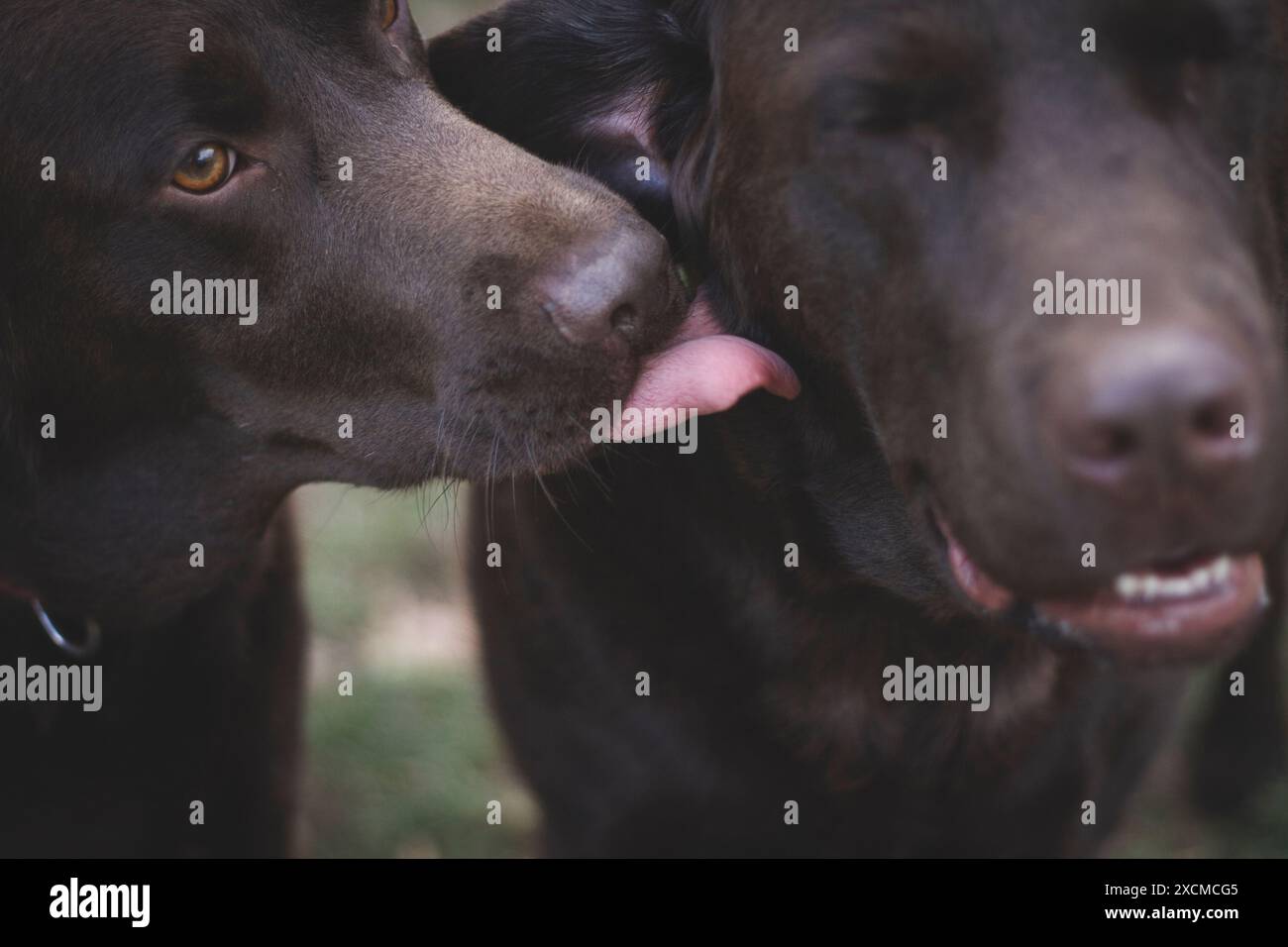 A friendly chocolate lab gives her brother a kiss on the cheek while ...