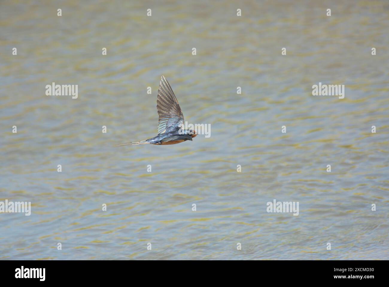 Common swallow flying on the lake Stock Photo - Alamy