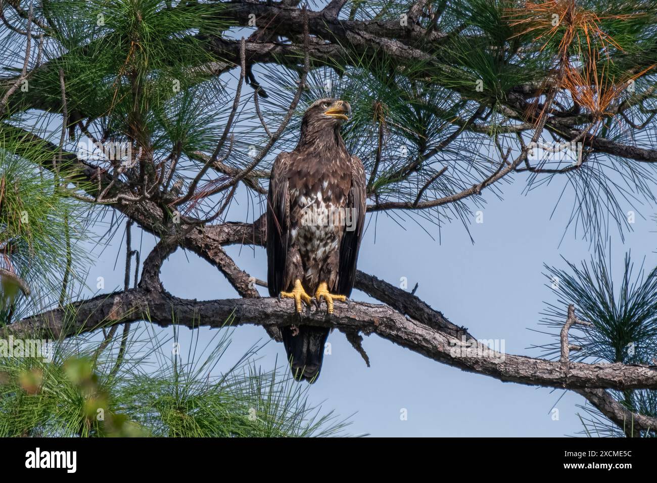 Young bald eagle fly hi-res stock photography and images - Alamy