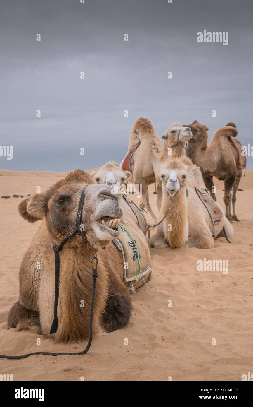 Funny camels hi-res stock photography and images - Alamy