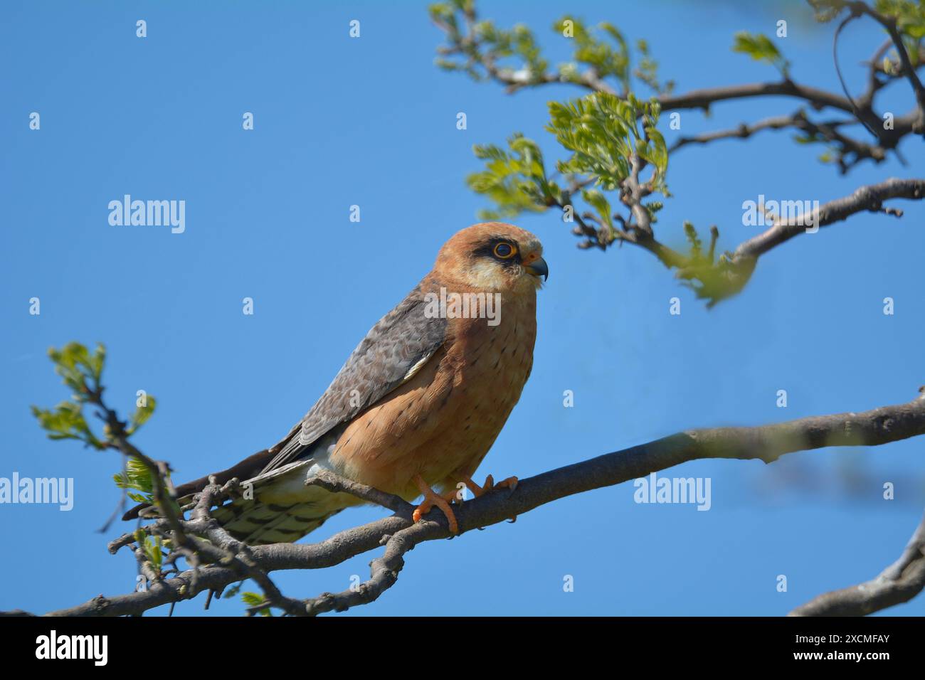 Red-footed falcon in the wild, on a tree branch, (Falco vespertinus ...