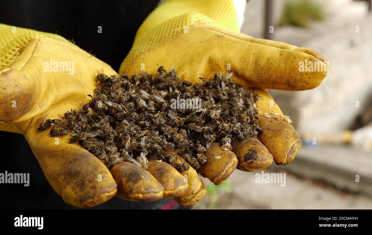 Dead bees in hive. Beekeeper managing bees. Colony collapse disorder ...