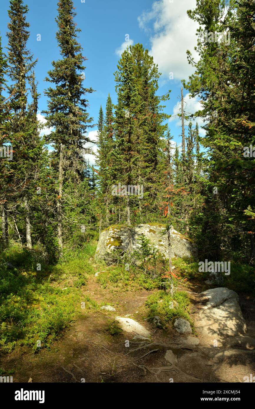 High cedars growing from stones in a dense coniferous forest on a clear ...