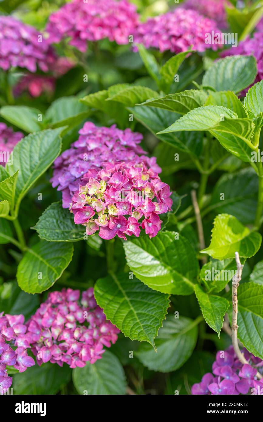 Images of Japan - Hydrangea which is the Japanese Spring Rainy Season ...