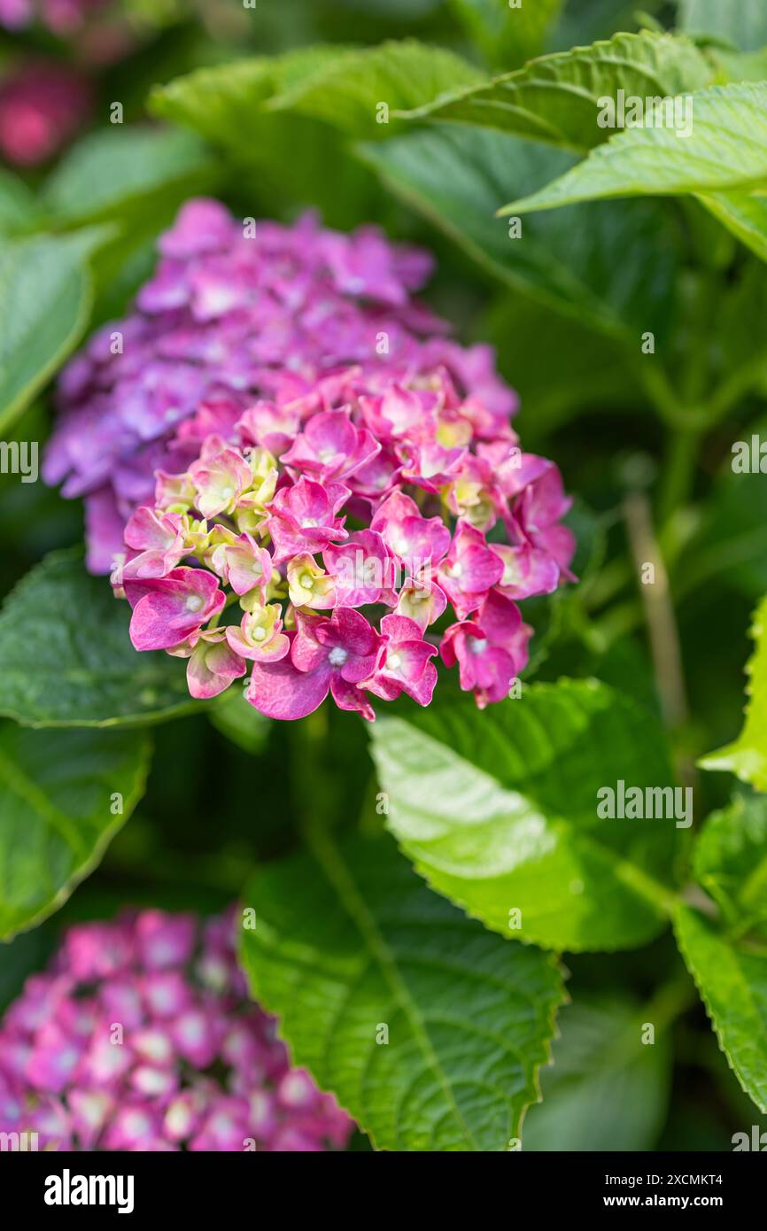 Images of Japan - Hydrangea which is the Japanese Spring Rainy Season ...