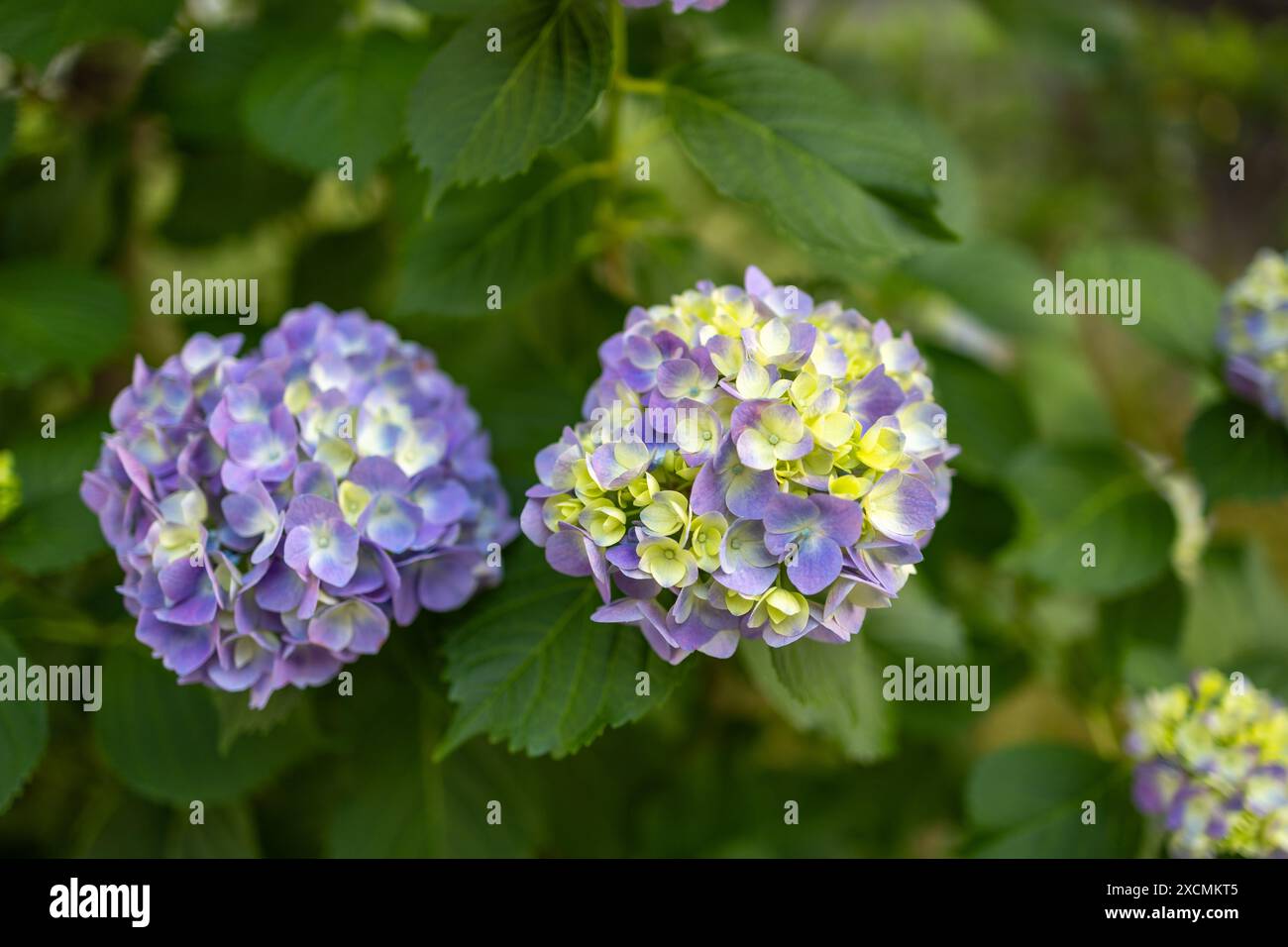 Images of Japan - Hydrangea or the Japanese Late Spring Rainy Season ...