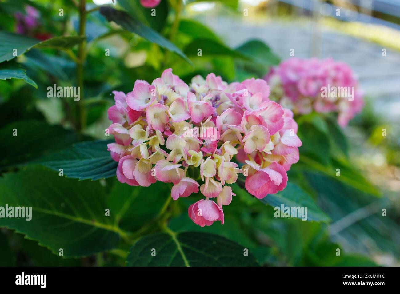 Images of Japan - Hydrangea, Light Rose Pink and Cream Colored Ajisai ... Images of Japan - Hydrangea, Light Rose Pink and Cream Colored Ajisai ...