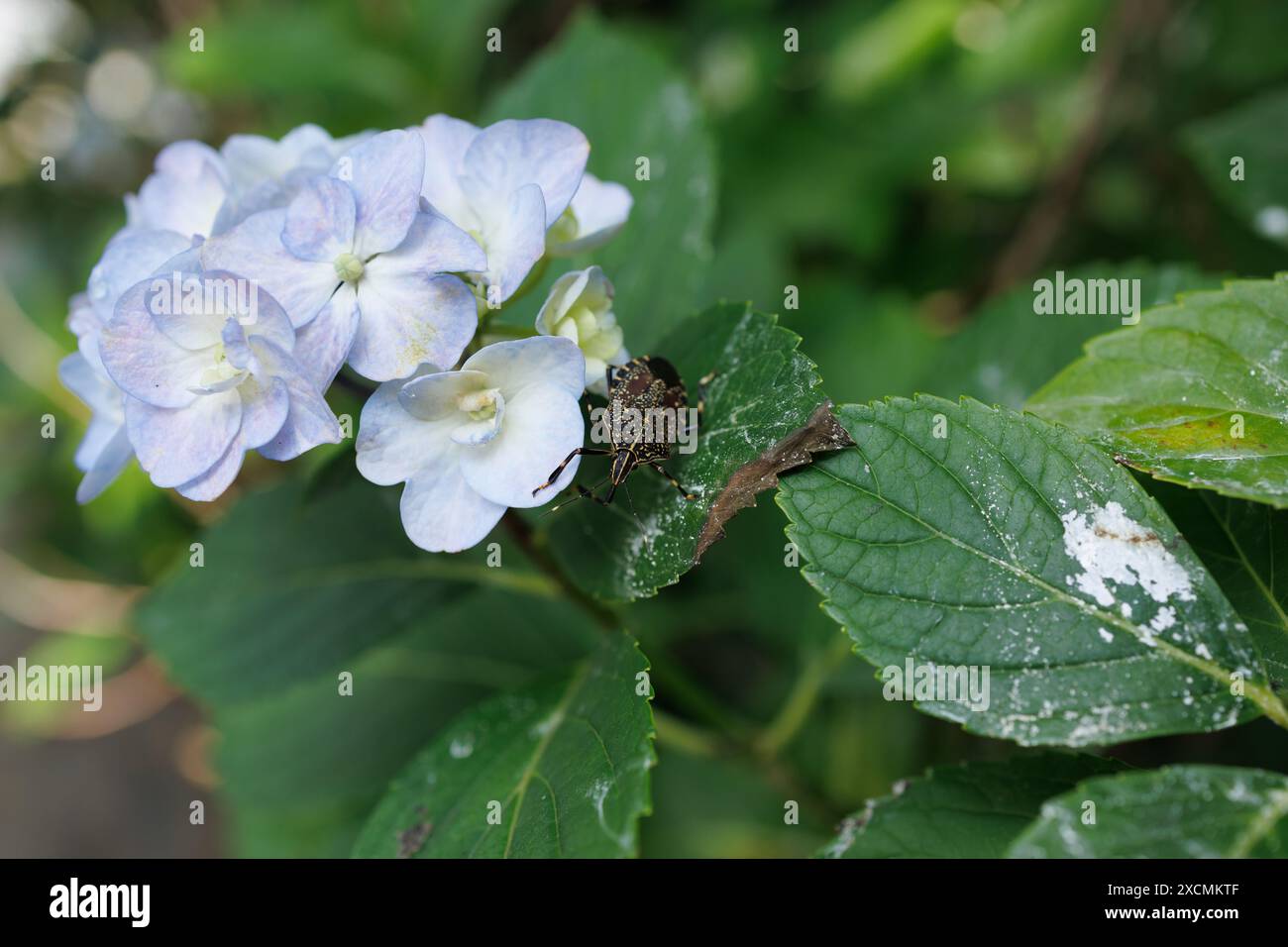 Images of Japan - Macro Photograph of Kamemushi or Stink Bug Enjoying ...