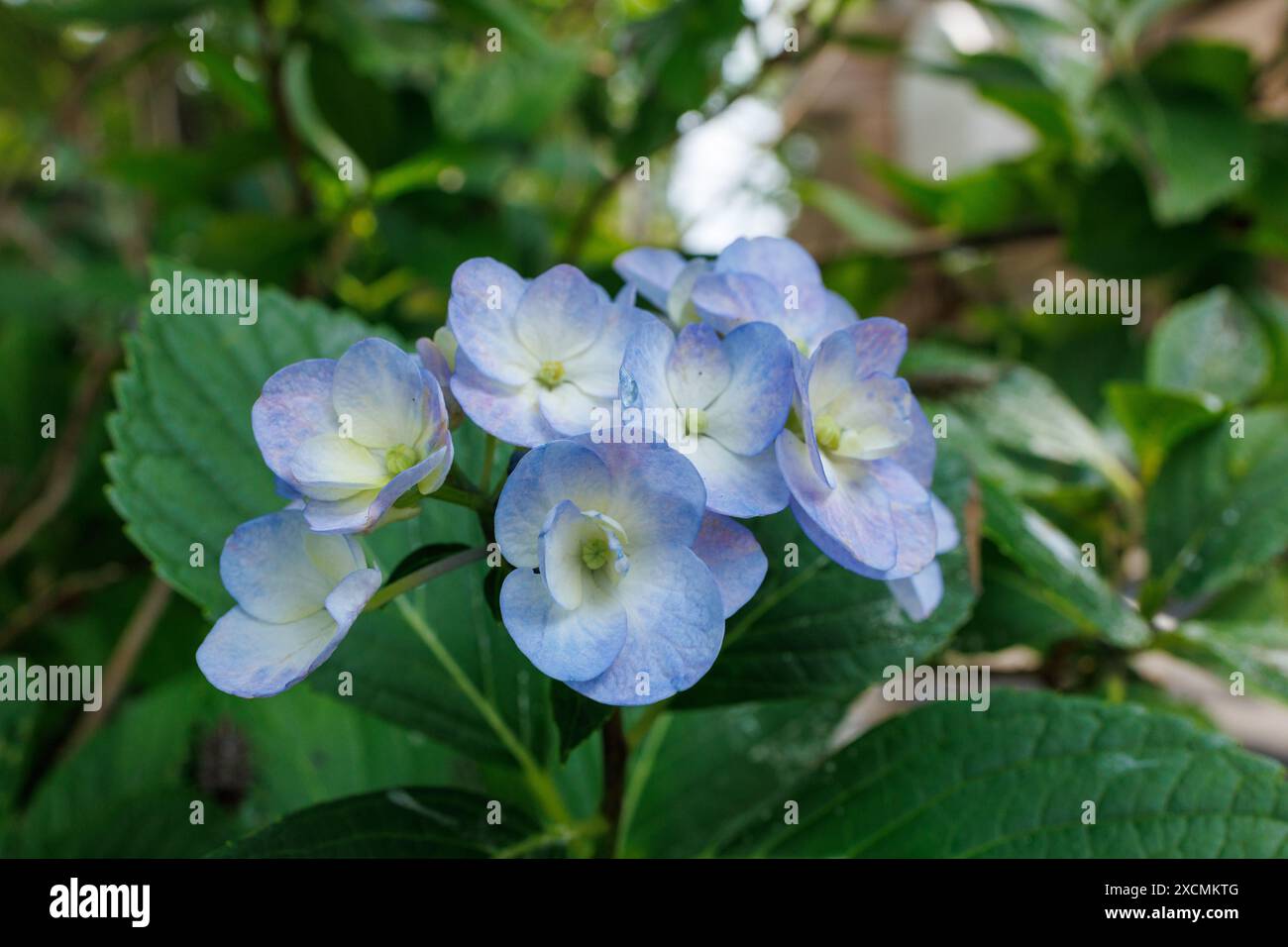Tsuyu season hi-res stock photography and images - Alamy