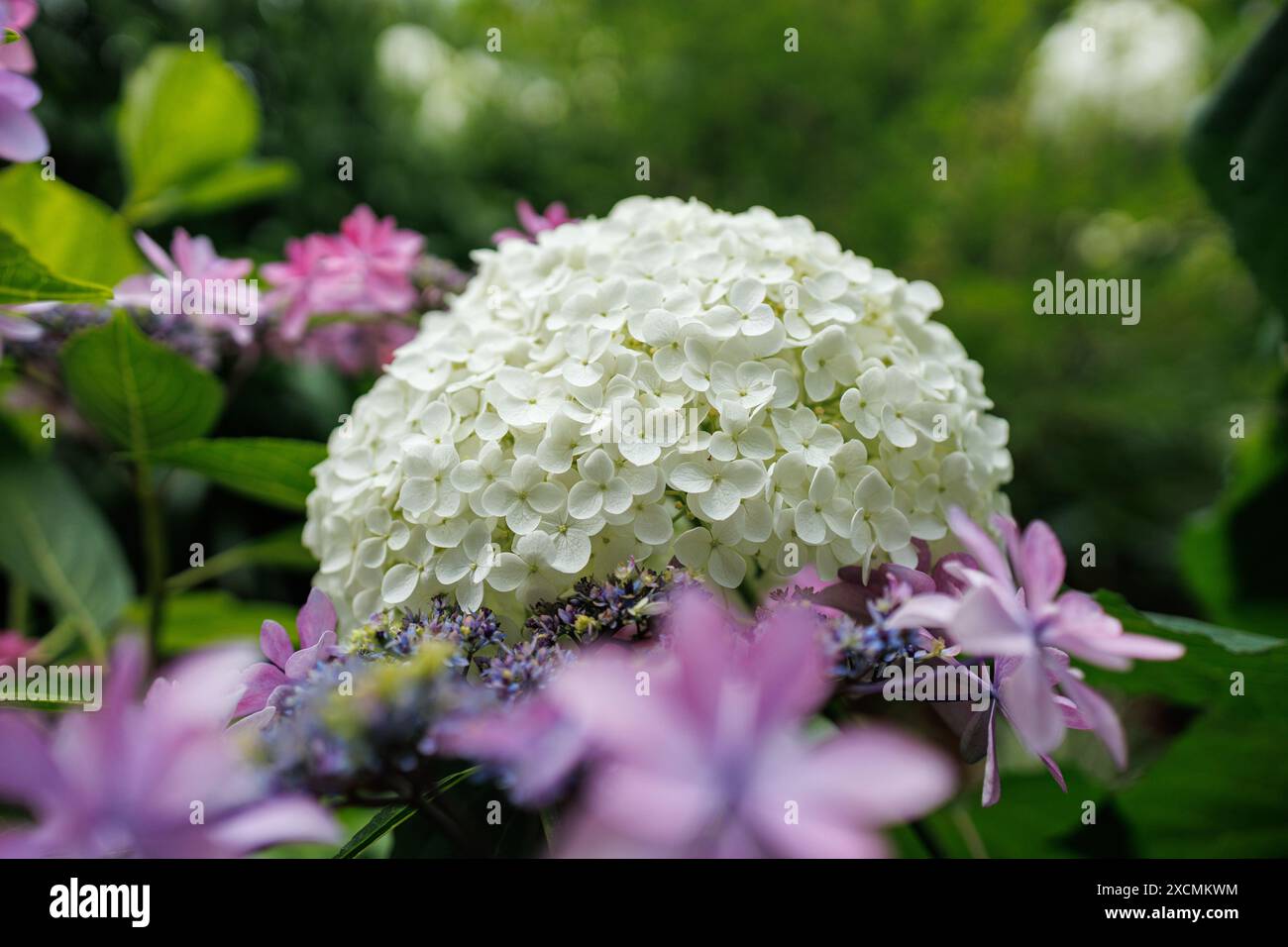 Images of Japan - Hydrangea, Large Cream White Ajisai Flower Head ...