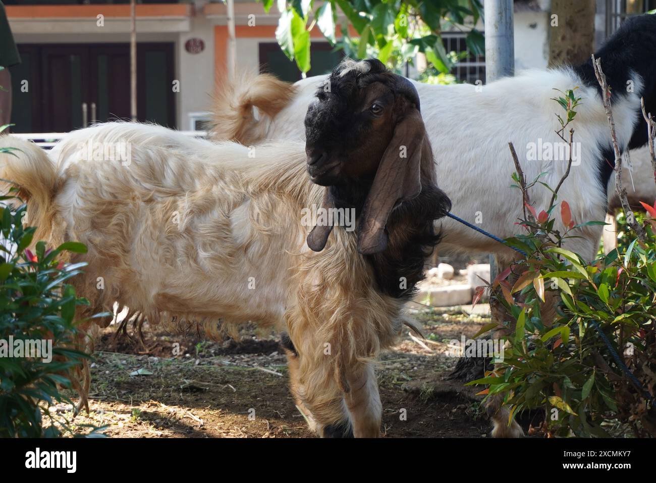 A sacrificial goat is standing waiting for its turn to be sacrificed on ...