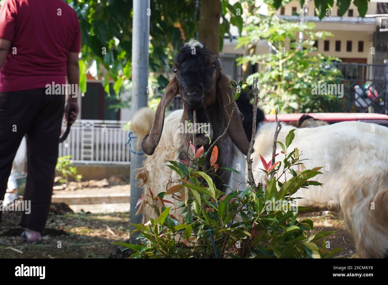 A sacrificial goat is standing waiting for its turn to be sacrificed on ...