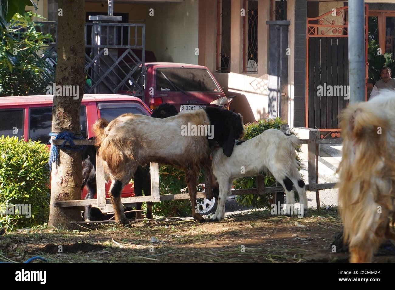 A sacrificial goat was annoying his friend while waiting for his turn ...