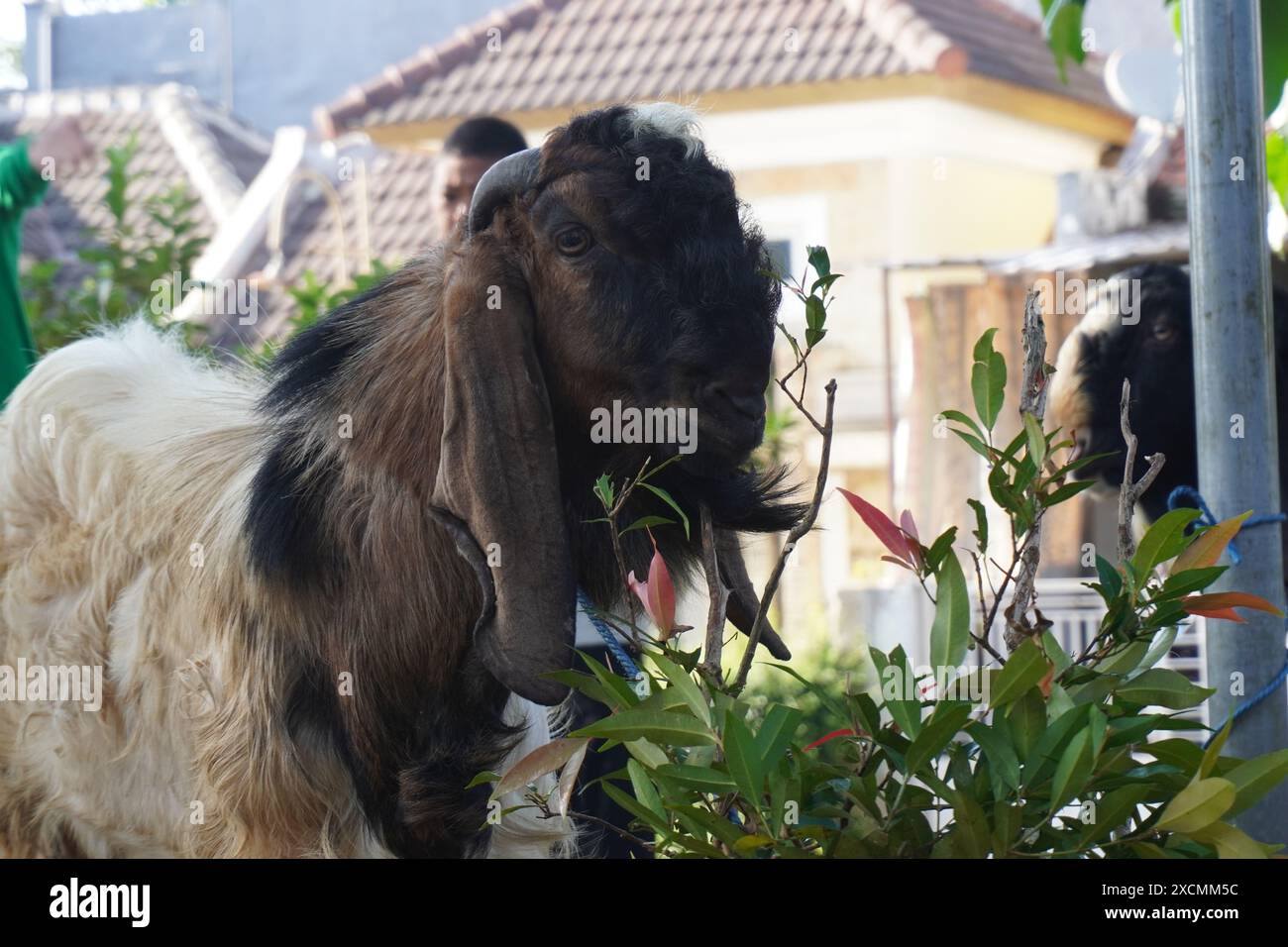 A sacrificial goat is standing waiting for its turn to be sacrificed on ...
