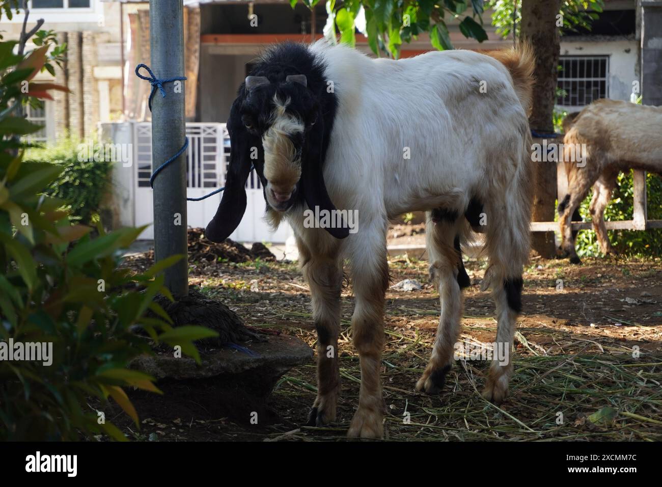 A sacrificial goat is standing waiting for its turn to be sacrificed on ...