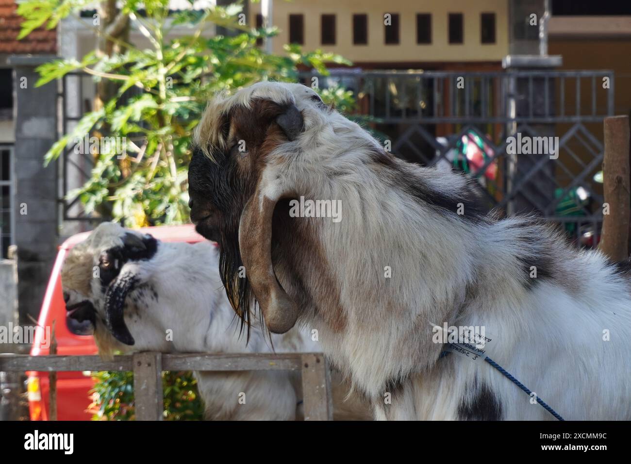 A sacrificial goat is standing waiting for its turn to be sacrificed on ...