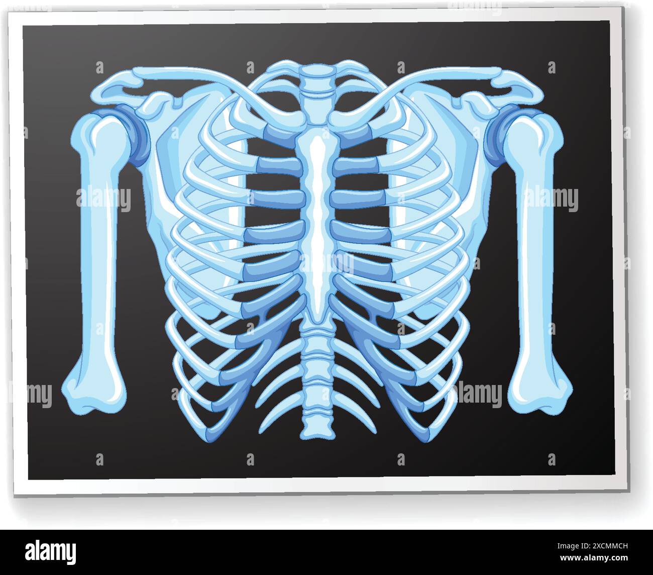 Detailed vector of human rib cage and shoulders Stock Vector Image ...