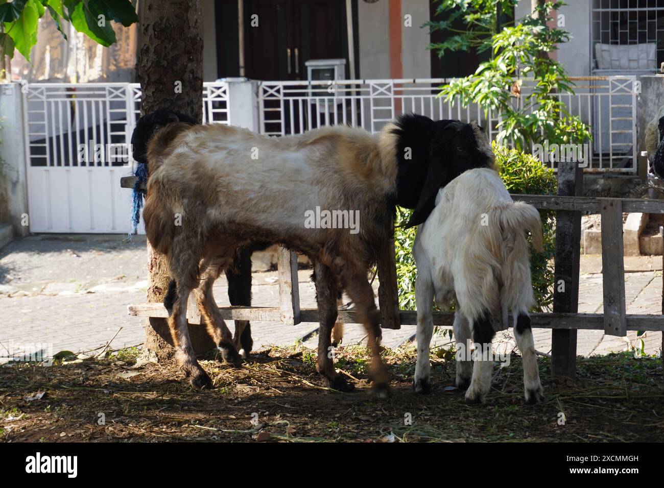 A sacrificial goat was annoying his friend while waiting for his turn ...