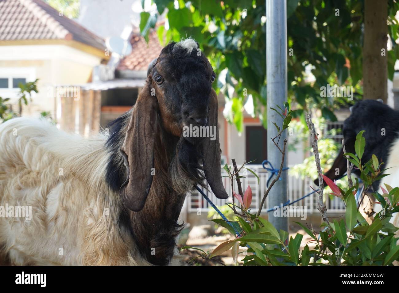 A sacrificial goat is standing waiting for its turn to be sacrificed on ...