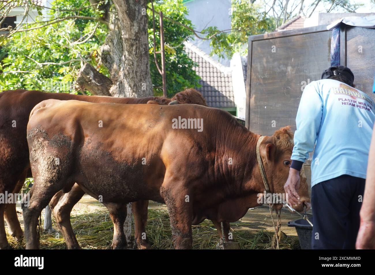 A person is approaching a cow that will be used as a sacrificial animal ...