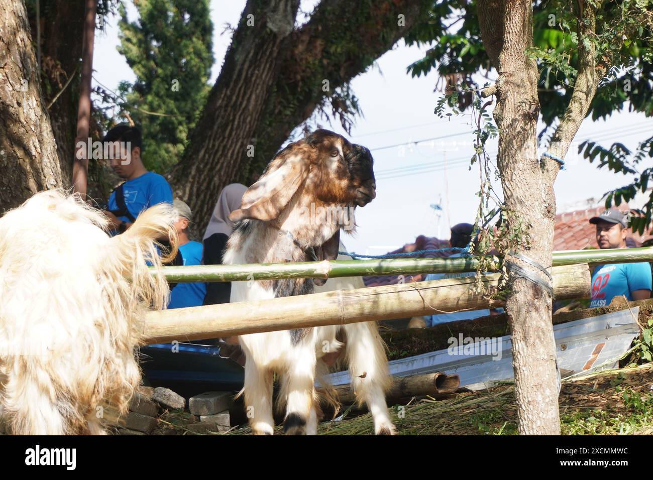 A sacrificial goat is standing waiting for its turn to be sacrificed on ...