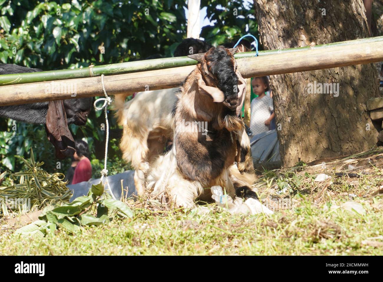 Goat sacrifice hi-res stock photography and images - Alamy