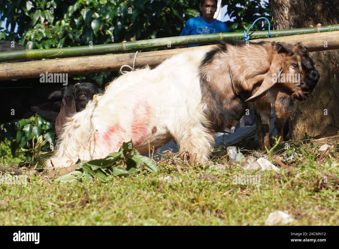 Eid al adha goat hi-res stock photography and images - Alamy
