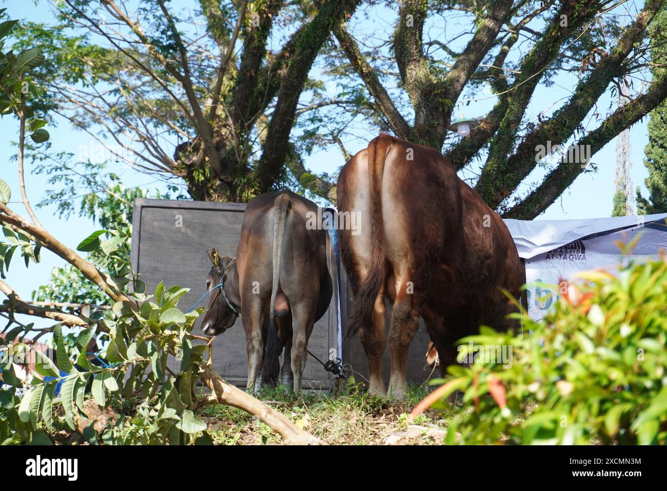 The buttocks of a cow waiting for its turn to be sacrificed on the ...