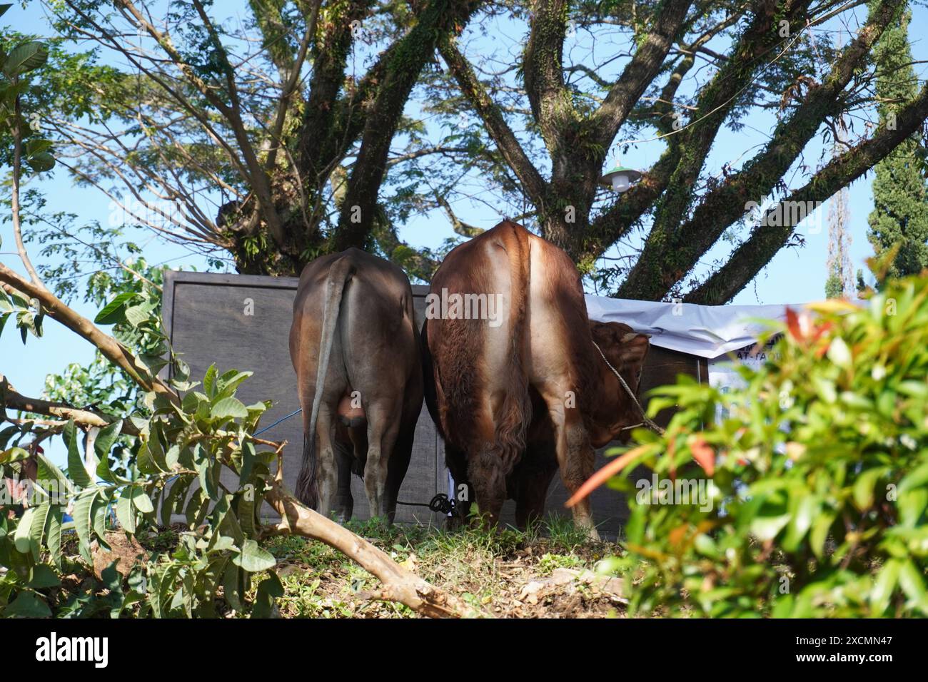 The buttocks of a cow waiting for its turn to be sacrificed on the ...