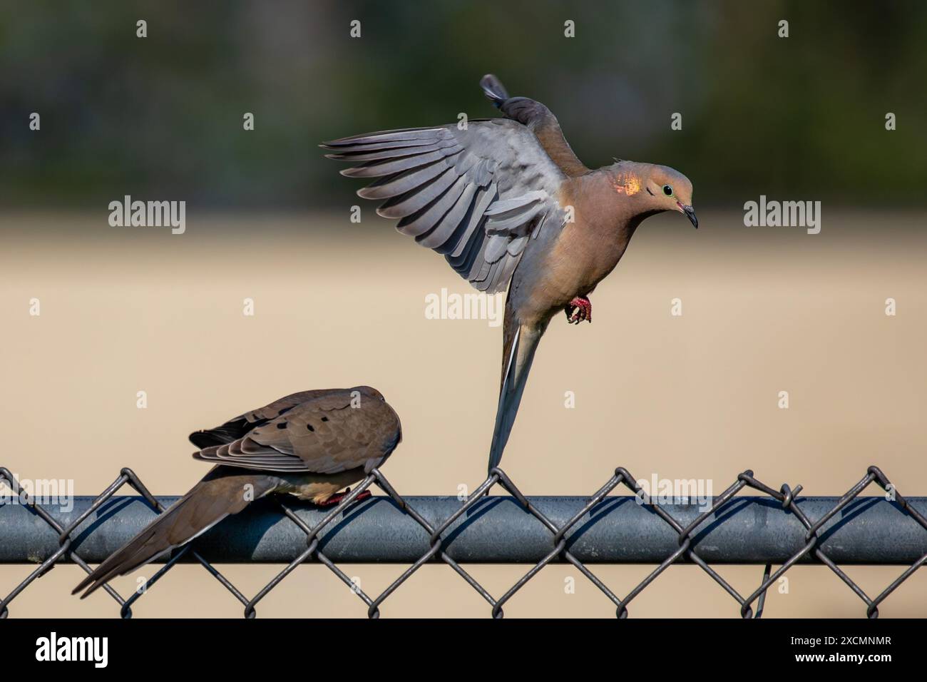 Pair of Mourning Doves (Zenaida macroura) on a chain link fence ...