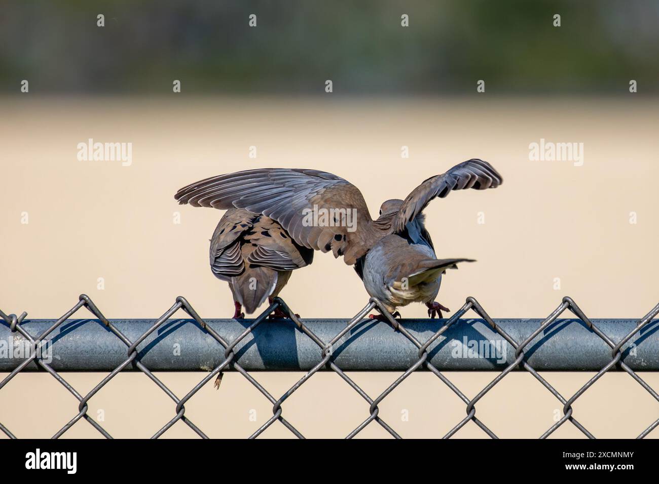 Pair of Mourning Doves (Zenaida macroura) on a chain link fence ...