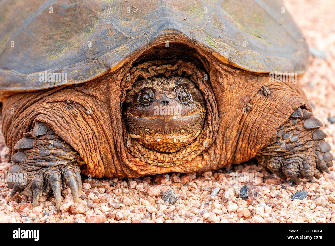 Snapping Turtle (Chelydra serpentina) on a gravel road, horizontal ...