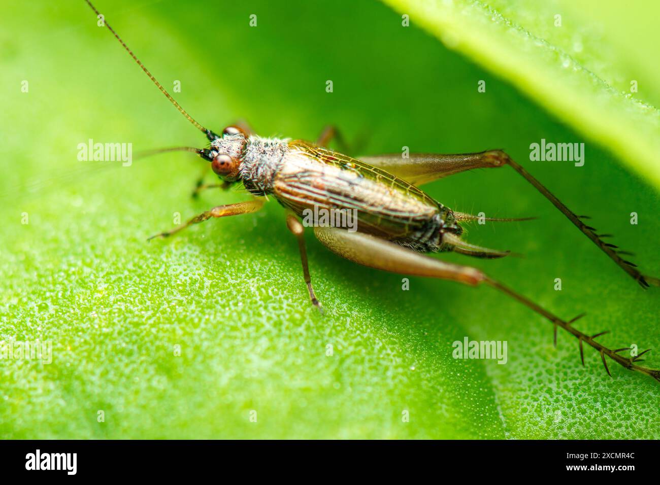 Australian Bush Cricket also known as Katydids. There are thousands of ...