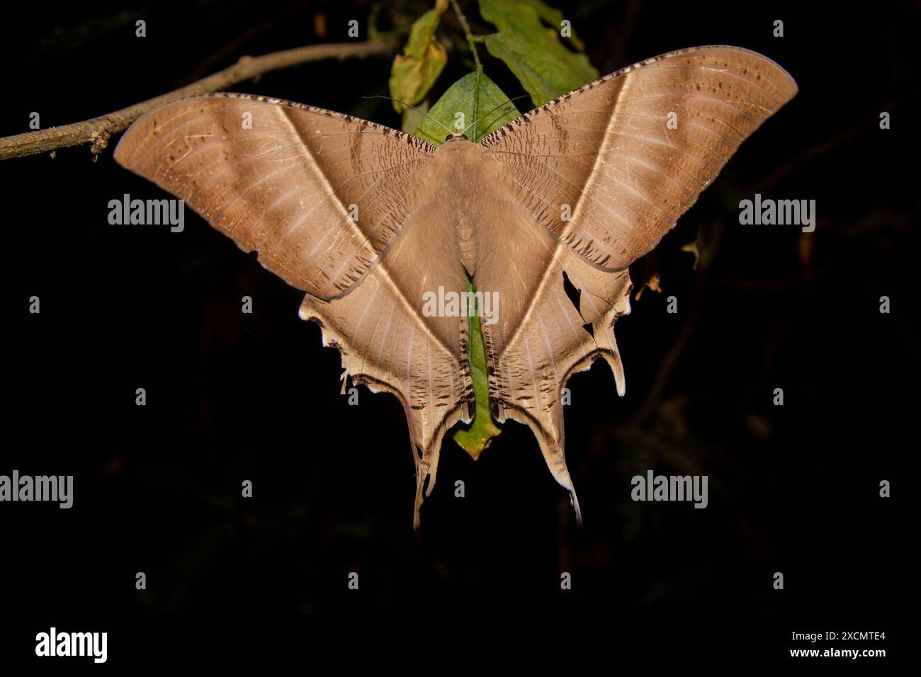 Tropical swallowtail moth hi-res stock photography and images - Alamy