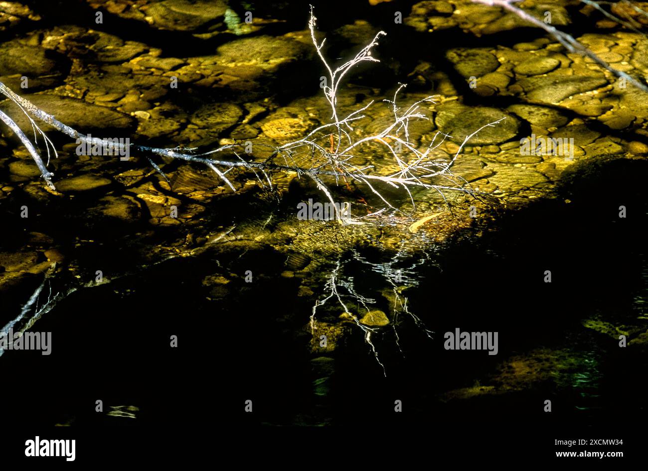 Rain forest detail of dry twigs, Tasmania, Australia Stock Photo - Alamy