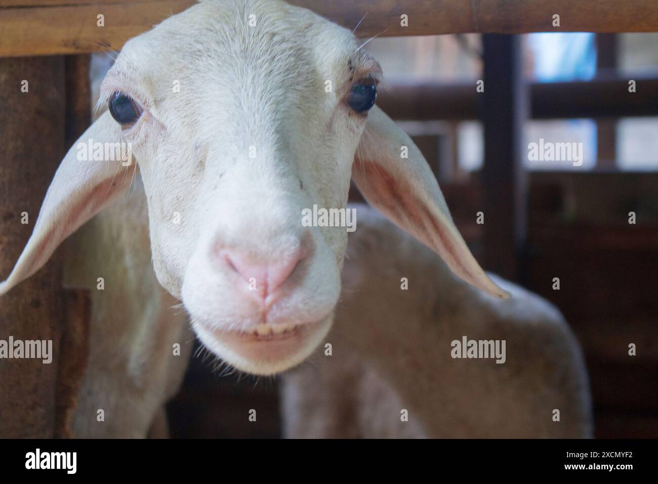 Goat head hi-res stock photography and images - Alamy