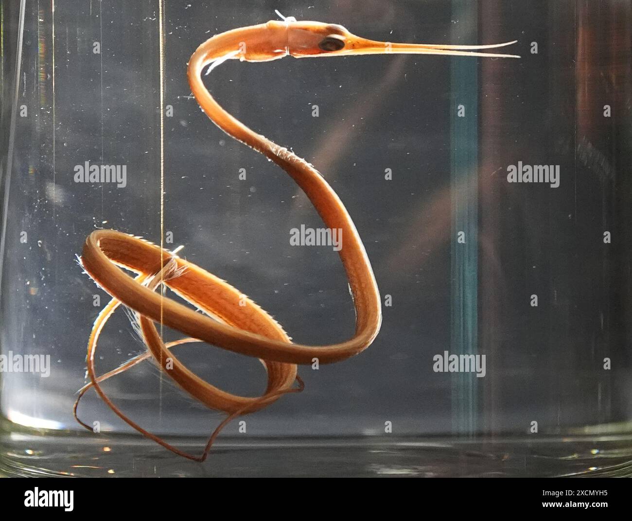 PRODUCTION - 17 June 2024, Hamburg: A snipe eel (Nemichthys curviostris ...