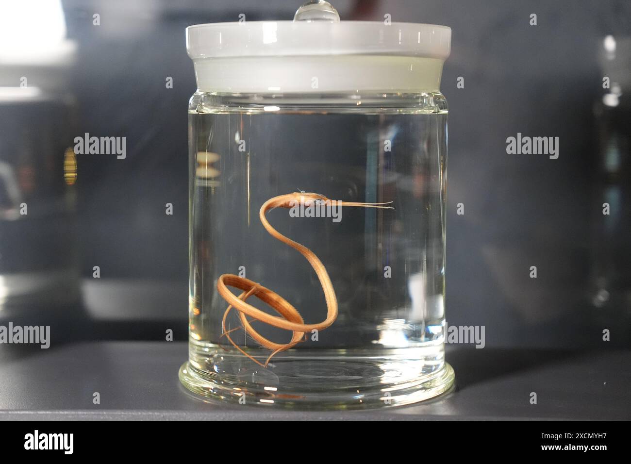 PRODUCTION - 17 June 2024, Hamburg: A snipe eel (Nemichthys curviostris ...