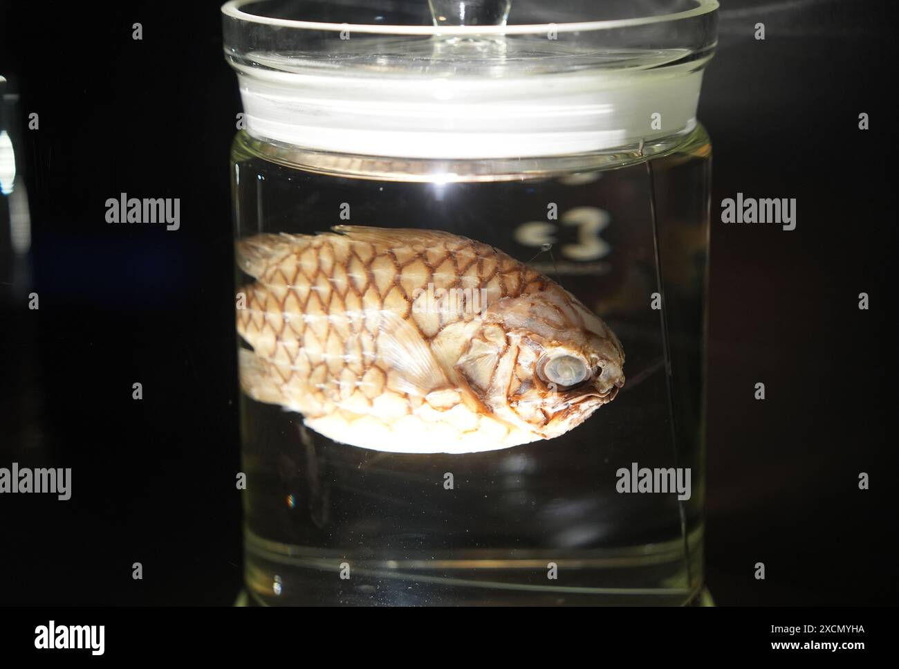 PRODUCTION - 17 June 2024, Hamburg: A Japanese pine cone fish ...