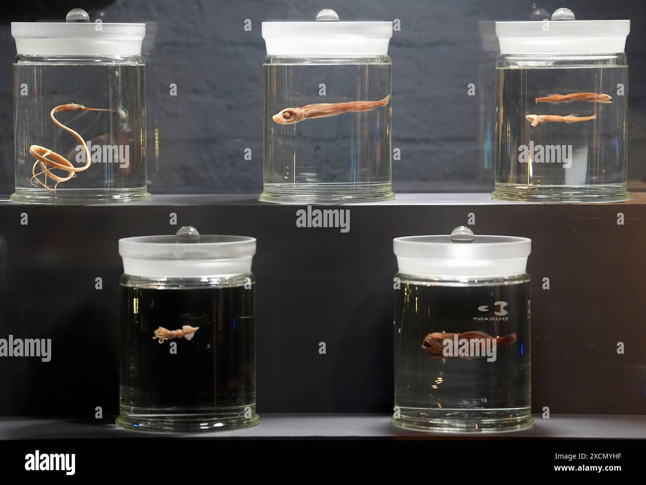 PRODUCTION - 17 June 2024, Hamburg: A snipe eel (top l, Nemichthys ...