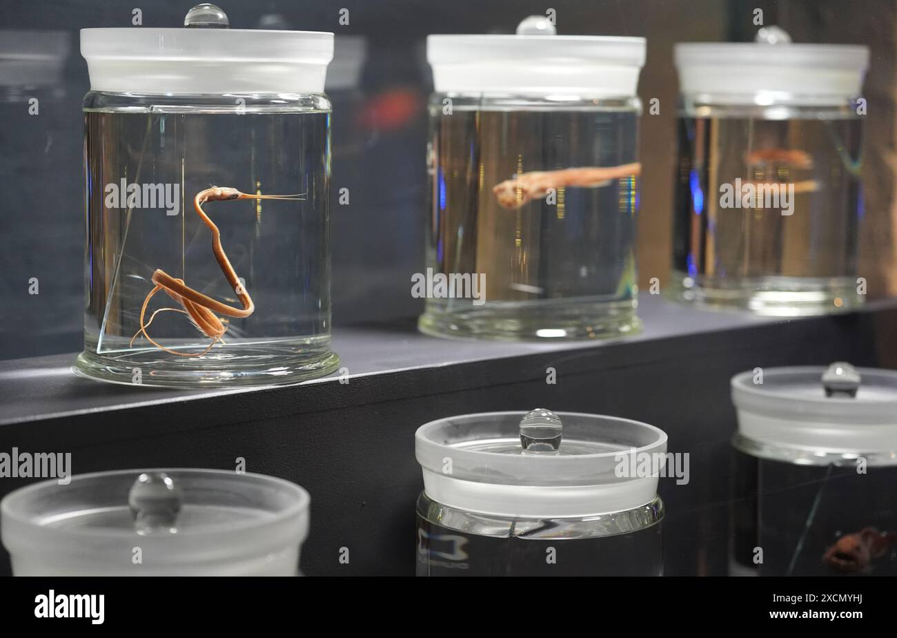 PRODUCTION - 17 June 2024, Hamburg: A snipe eel (l, Nemichthys ...