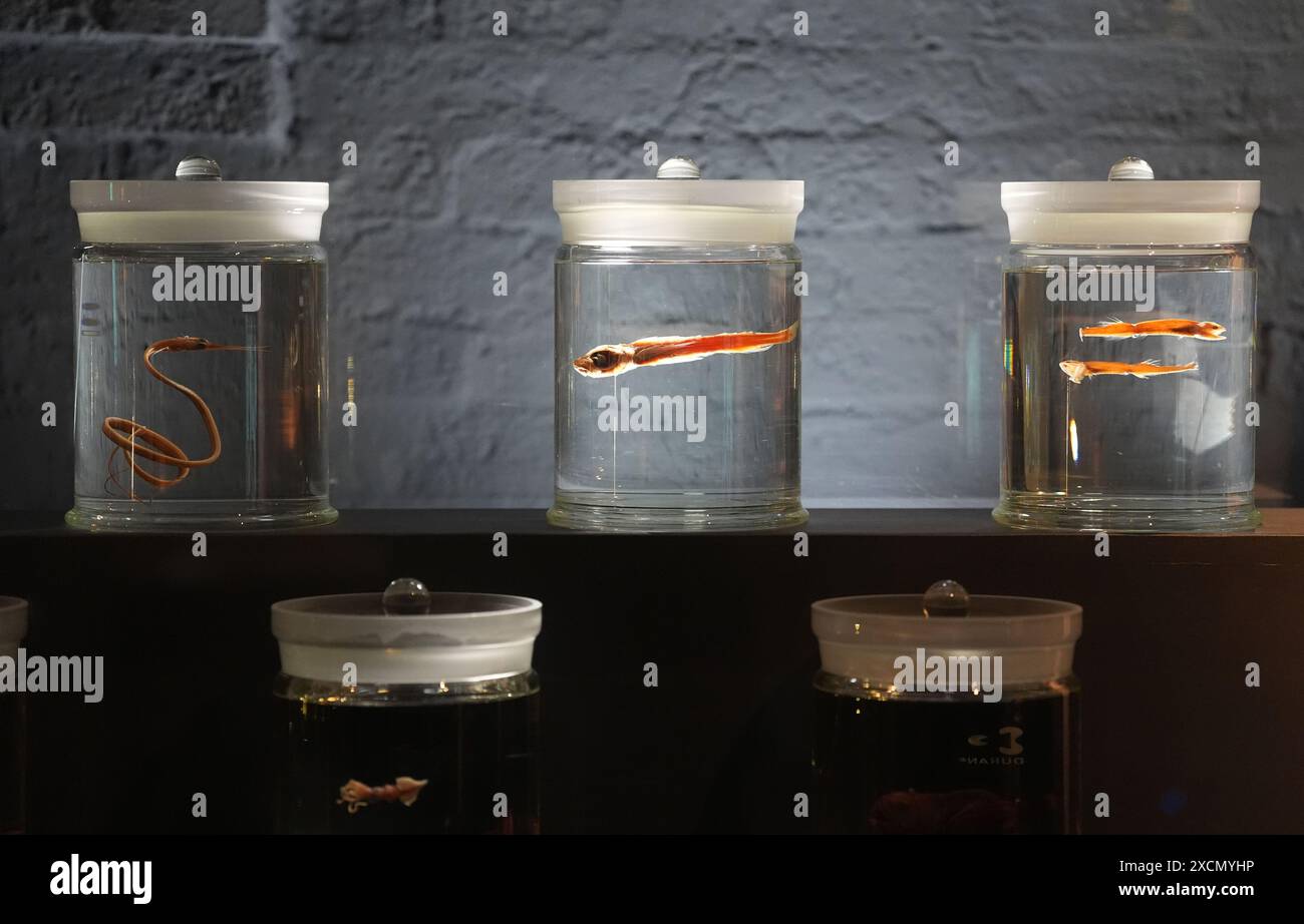 PRODUCTION - 17 June 2024, Hamburg: A snipe eel (l, Nemichthys ...