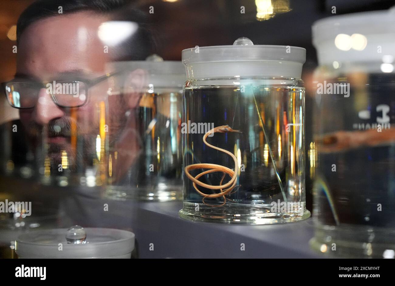 Snipe eel hi-res stock photography and images - Alamy