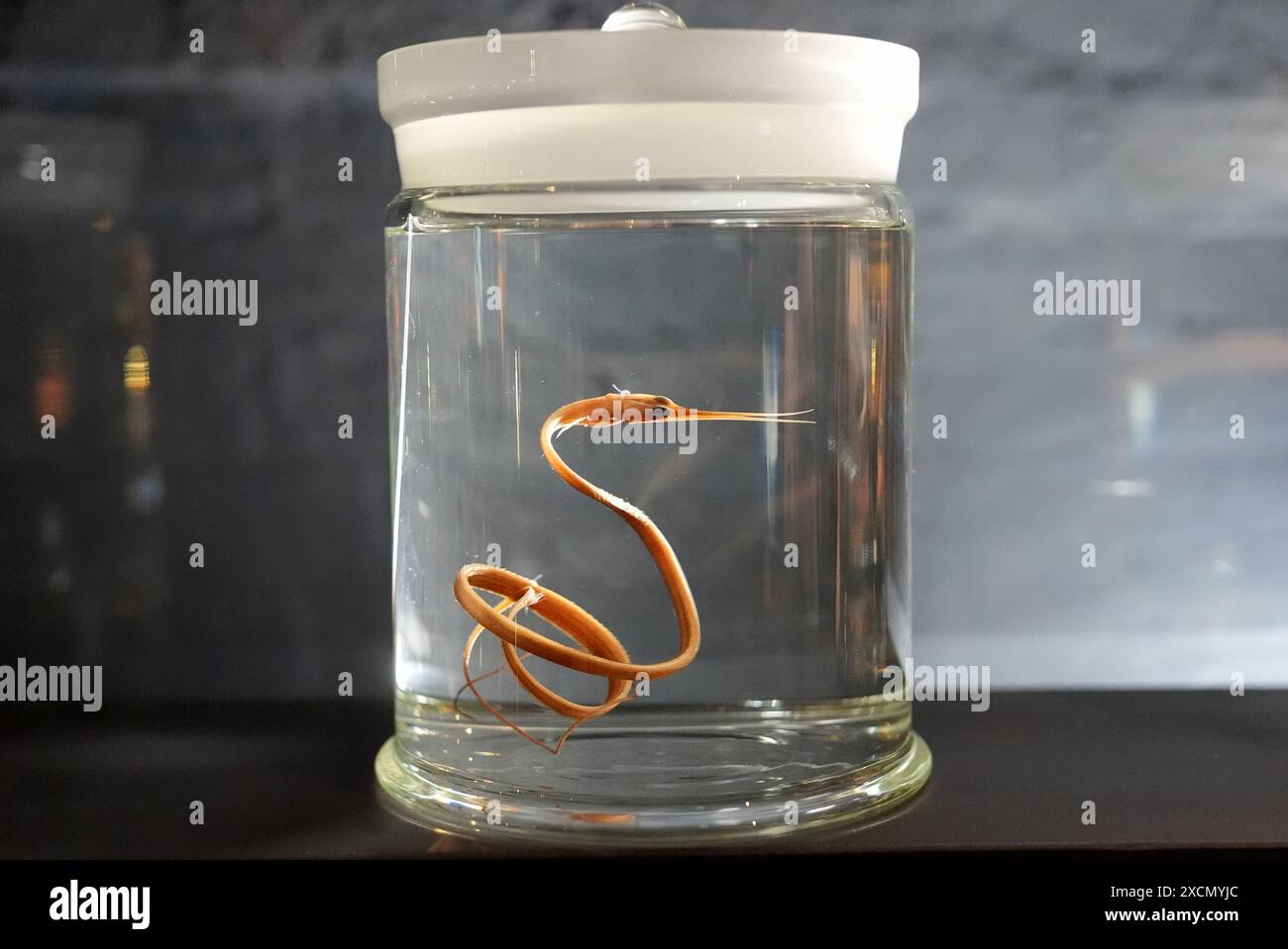 PRODUCTION - 17 June 2024, Hamburg: A snipe eel (Nemichthys curviostris ...