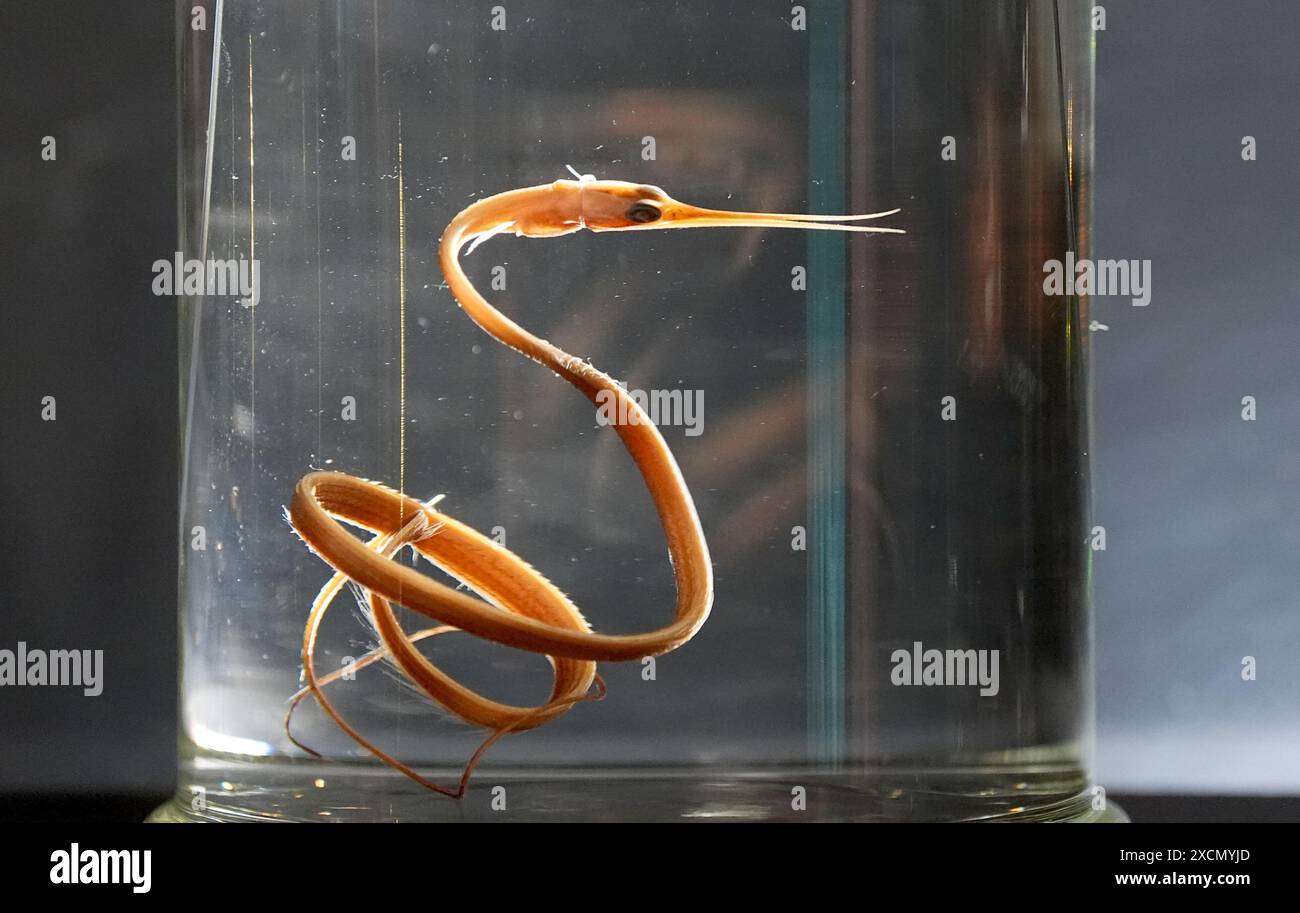 PRODUCTION - 17 June 2024, Hamburg: A snipe eel (Nemichthys curviostris ...