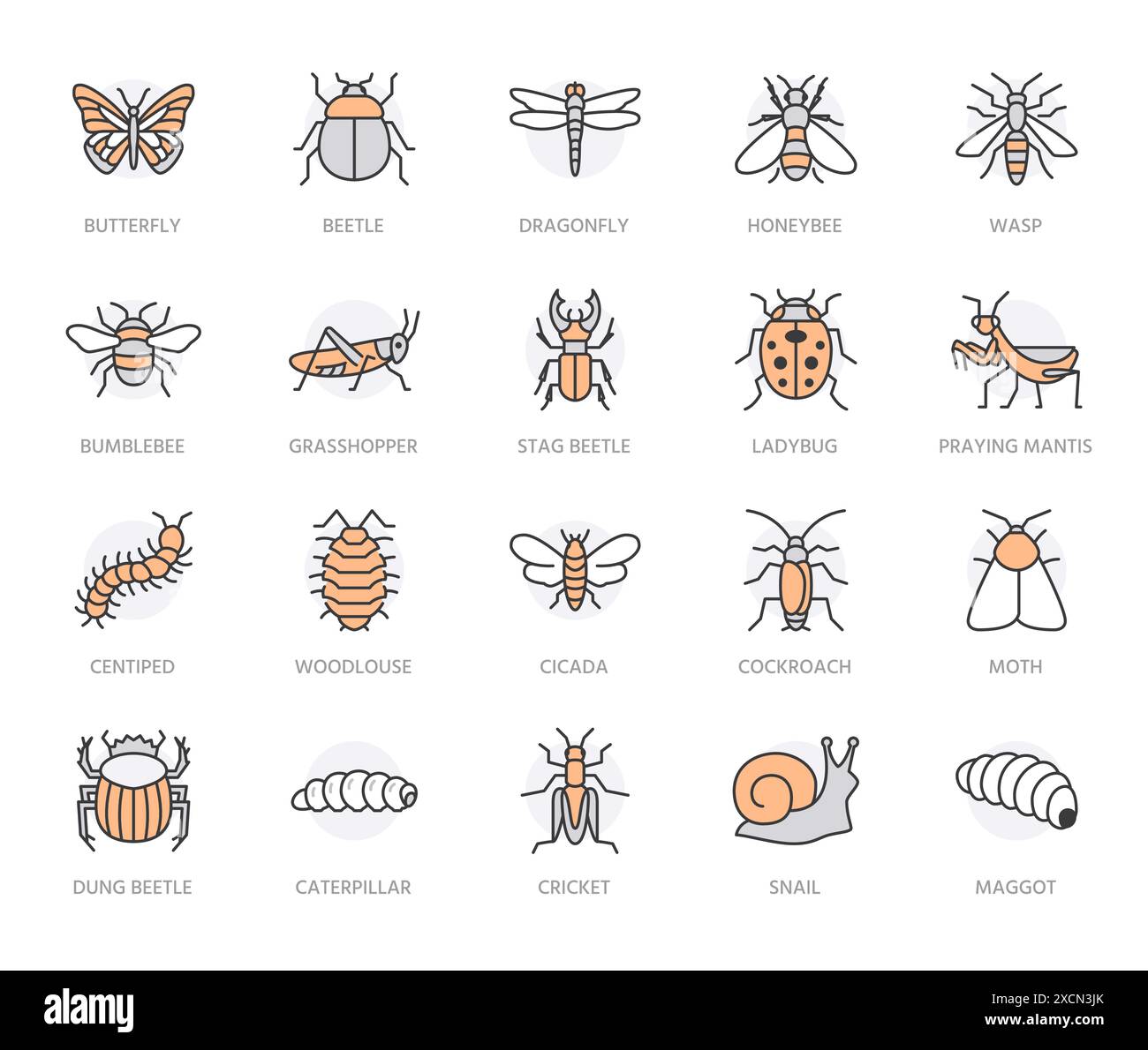 Insect flat line icons set. Butterfly, bug, dung beetle, grasshopper ...