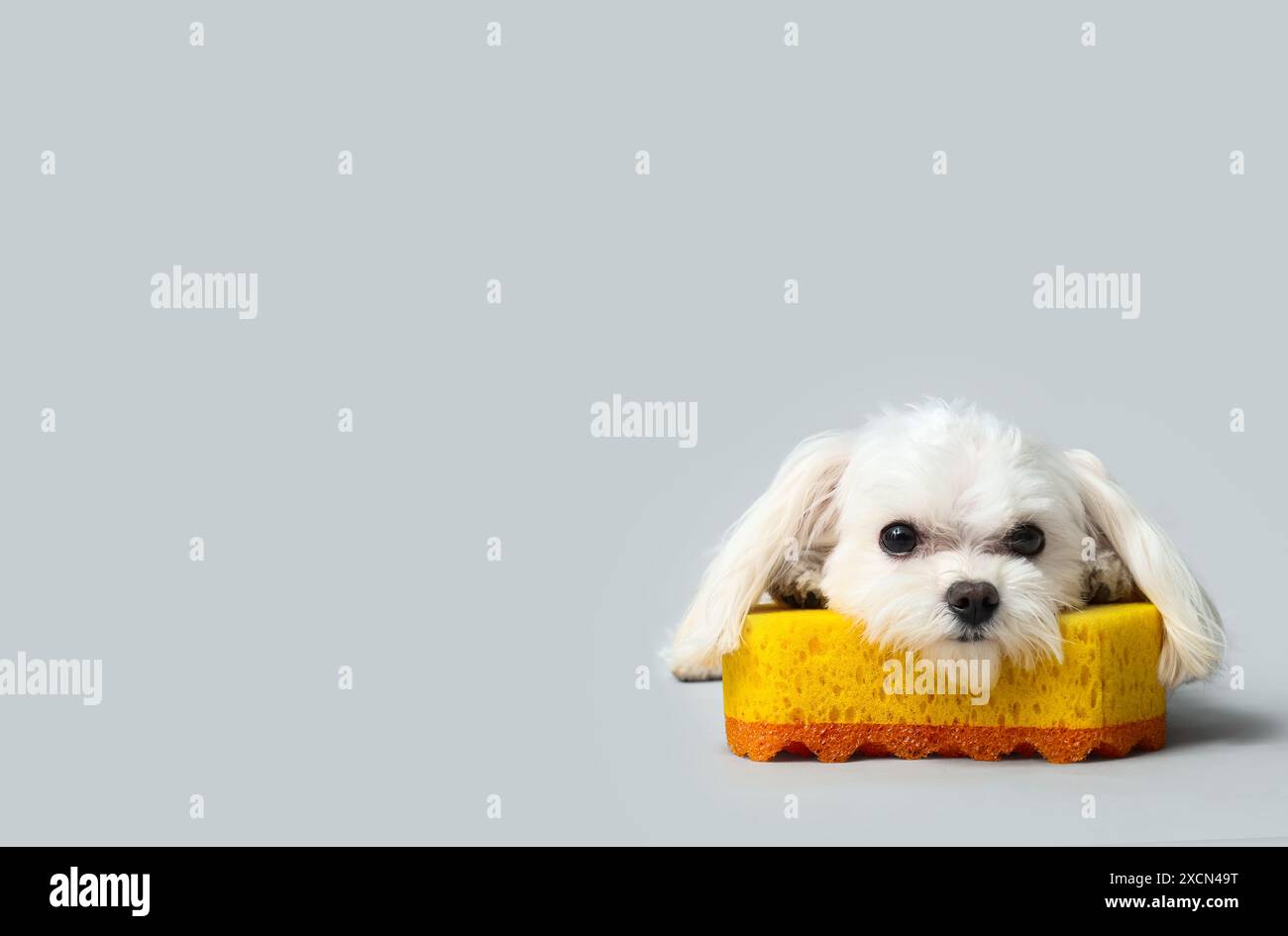 Cute dog with sponge on light background Stock Photo - Alamy