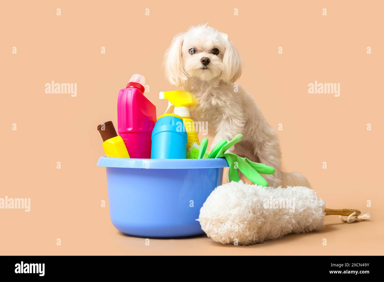 Cute dog with cleaning supplies on beige background Stock Photo - Alamy