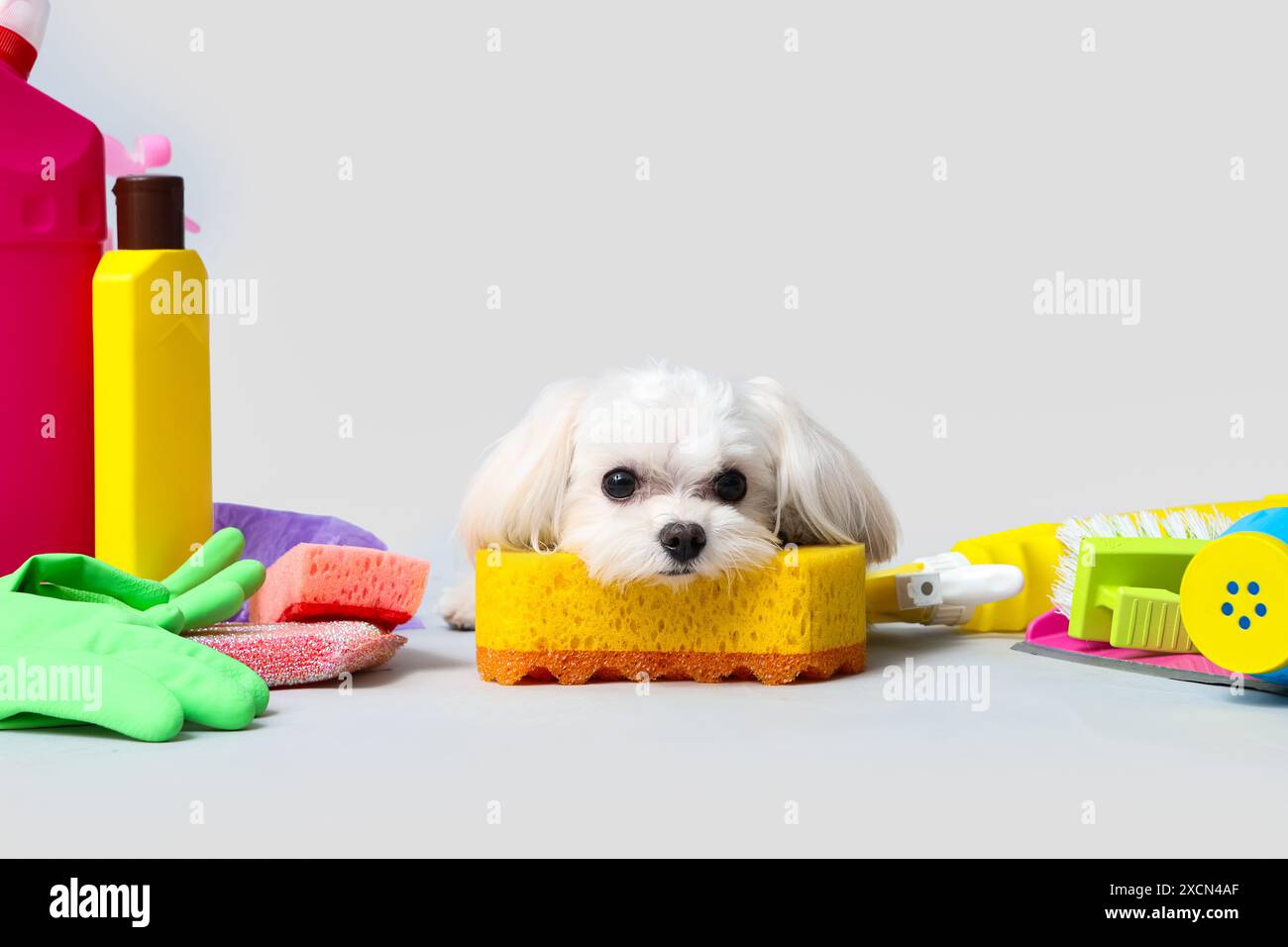 Cute dog with cleaning supplies on light background Stock Photo - Alamy